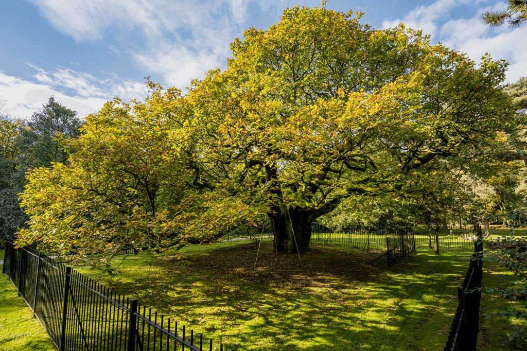 Vote for Allerton Oak as European Tree of the Year - Explore Liverpool