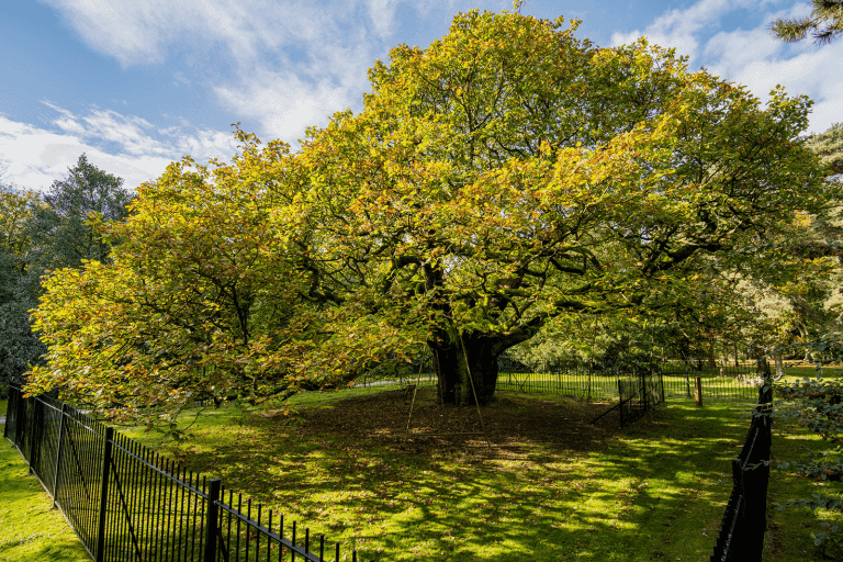 Vote for Allerton Oak as European Tree of the Year - Explore Liverpool