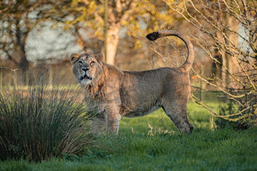 Two of the world’s rarest lions arrive at Chester Zoo - Explore Liverpool
