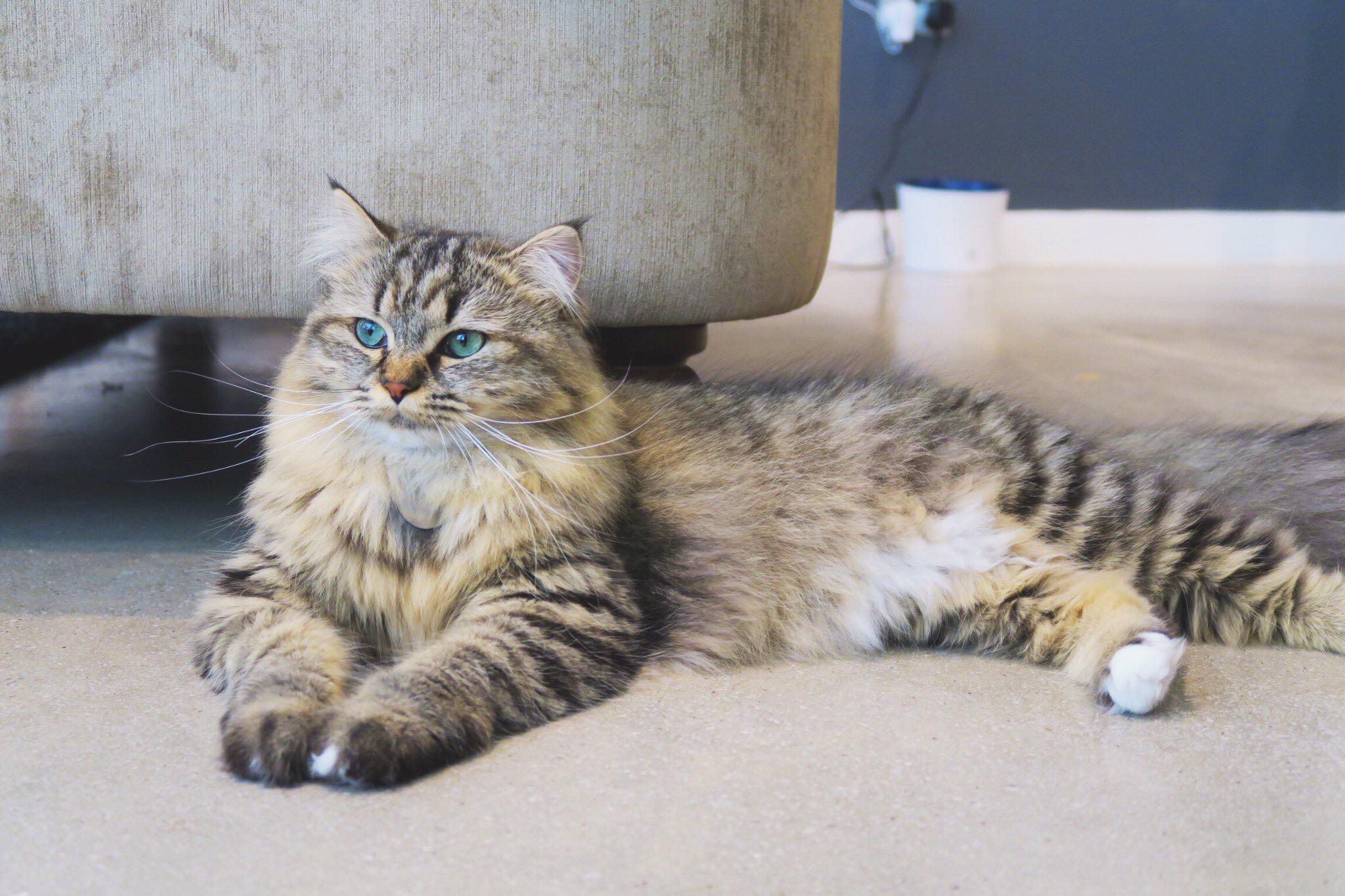 Discover Purr-fect Company at Cat Cafe Liverpool - Explore Liverpool