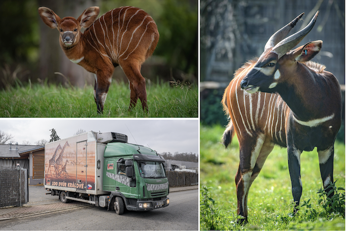 Chester Zoo Experts Lead Mountain Bongo Return to Kenya