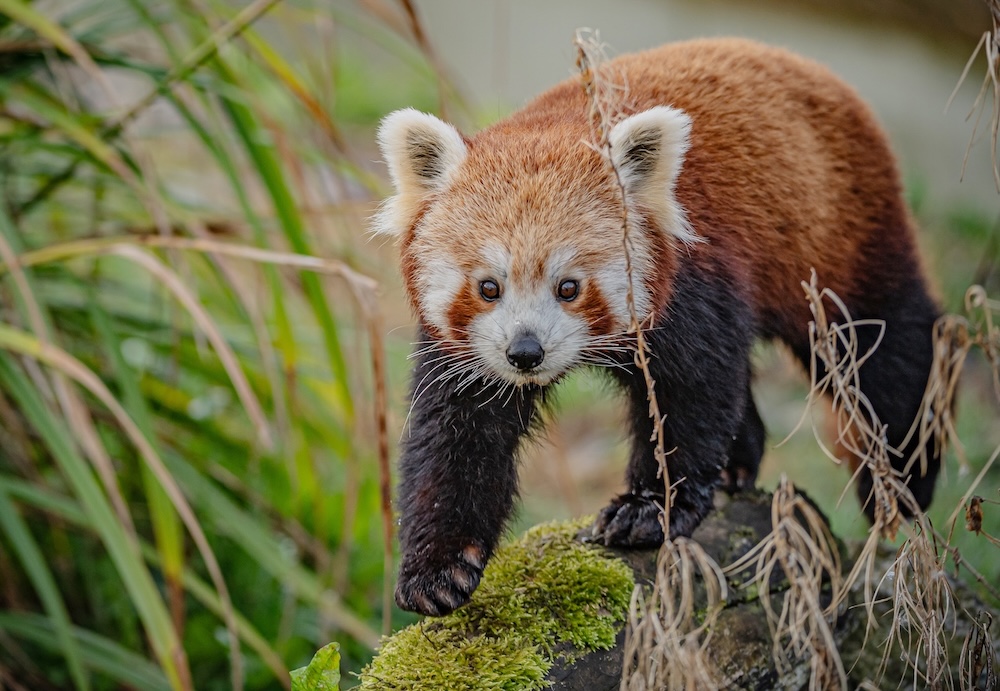 Chester Zoo Pairs Endangered Red Panda Akashi With Mate Koda