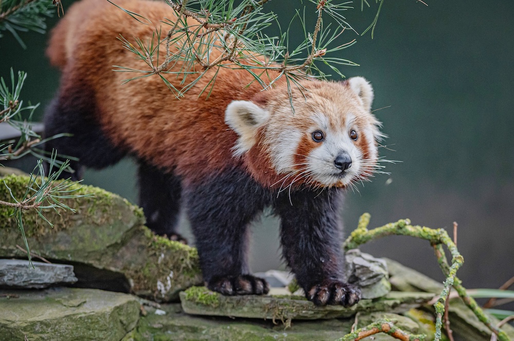 Chester Zoo Pairs Endangered Red Panda Akashi With Mate Koda