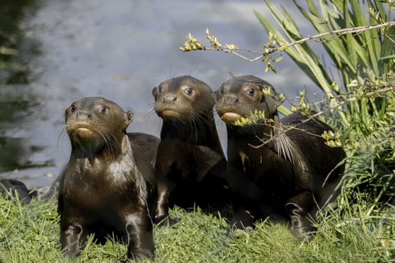 Endangered Giant Otters Born at Chester Zoo