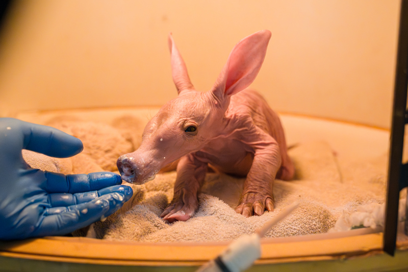 Chester Zoo keepers bottle-feed rare newborn aardvark - Explore Liverpool