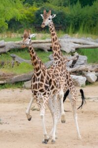 Rare Male Giraffe Called Kris Arrives at Chester Zoo