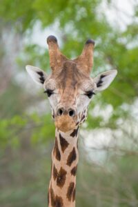 Rare Male Giraffe Called Kris Arrives at Chester Zoo